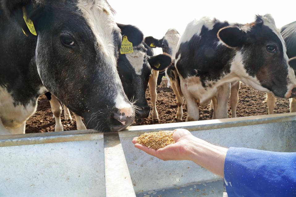 The Animal Feed Industry’s Technology Transformation – The Money Times