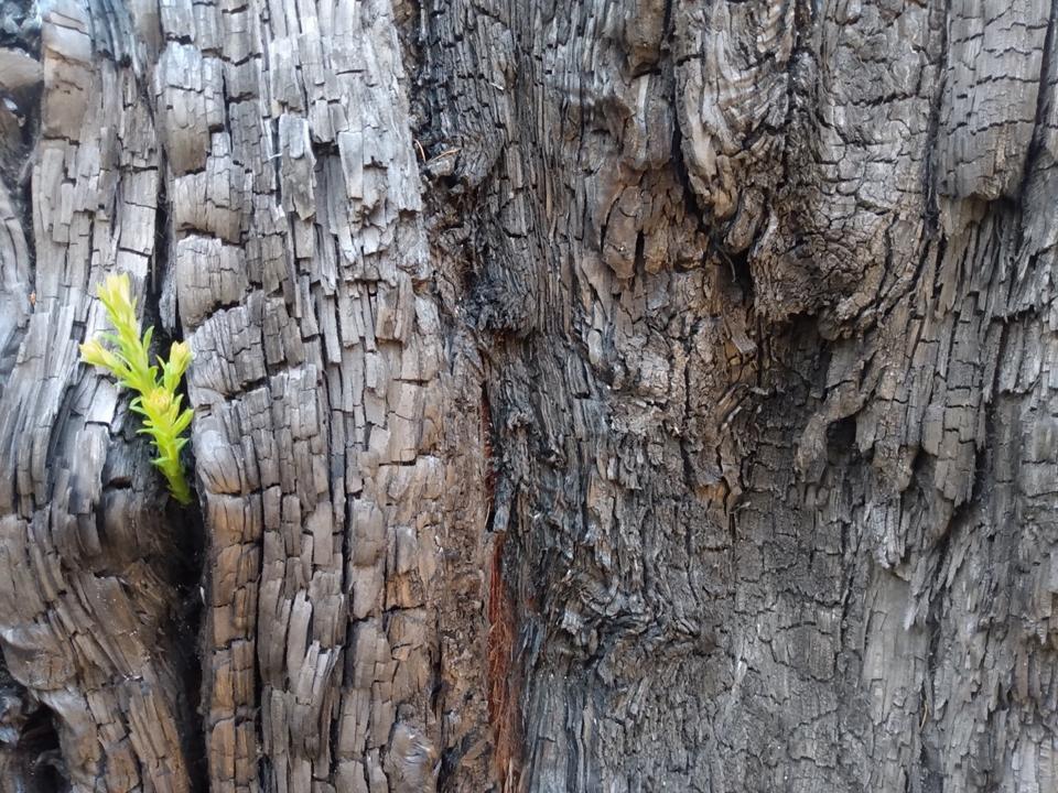 Redwood Trees Torched In Wildfire Sprout New Leaves From Centuries-Old ...