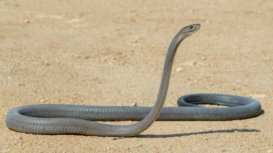 A Biologist Spotlights 3 ‘Extreme’ Snakes — By Strike Speed, Ground ...